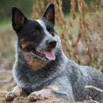 Australian Cattle Dog 101: Owner's Guide
