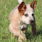 Australian Cattle Dog 101: Owner's Guide