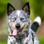Australian Cattle Dog 101: Owner's Guide