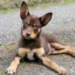 Australian Kelpie 101: Owner's Guide