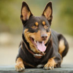 Australian Kelpie 101: Owner's Guide