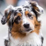 Australian Shepherd 101: Owner's Guide