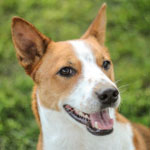 Basenji 101: Owner's Guide
