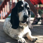 Basset Hound 101: Owner's Guide