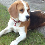 Beagle 101: Owner's Guide