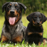 Beauceron 101: Owner's Guide