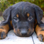 Beauceron 101: Owner's Guide