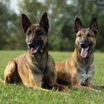 Belgian Malinois 101: Owner's Guide