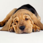 Bloodhound 101: Owner's Guide