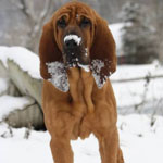 Bloodhound 101: Owner's Guide