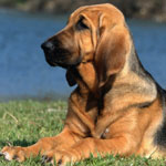 Bloodhound 101: Owner's Guide