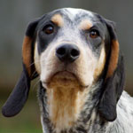 Bluetick Coonhound 101: Owner's Guide