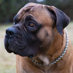 Boerboel 101: Owner's Guide