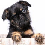 Brussels Griffon 101: Owner's Guide