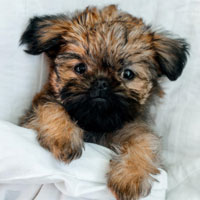 Brussels Griffon 101: Owner's Guide