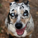 Catahoula Leopard Dog 101: Owner's Guide