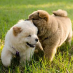 Chow Chow 101: Owner's Guide