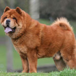 Chow Chow 101: Owner's Guide