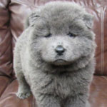 Chow Chow 101: Owner's Guide