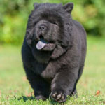 Chow Chow 101: Owner's Guide