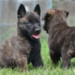Dutch Shepherd 101: Owner's Guide