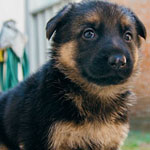 German Shepherd 101: Owner's Guide