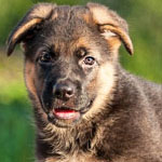 German Shepherd 101: Owner's Guide