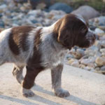 German Wirehaired Pointer 101: Owner's Guide