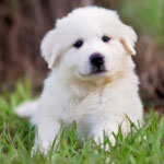 Great Pyrenees 101: Owner's Guide