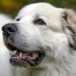 Great Pyrenees 101: Owner's Guide