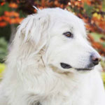 Great Pyrenees 101: Owner's Guide