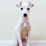 Greyhound 101: Owner's Guide