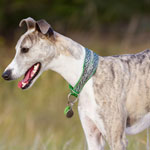Greyhound 101: Owner's Guide