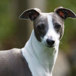 Greyhound 101: Owner's Guide