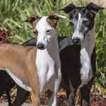 Greyhound 101: Owner's Guide