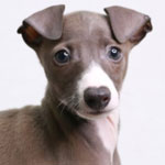 Italian Greyhound 101: Owner's Guide