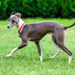 Italian Greyhound 101: Owner's Guide