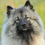 Keeshond 101: Owner's Guide