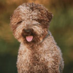 Lagotto Romagnolo 101: Owner's Guide