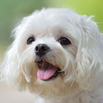 Maltese 101: Owner's Guide