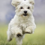 Maltese 101: Owner's Guide