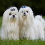 Maltese 101: Owner's Guide