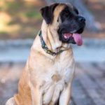 Mastiff 101: Owner's Guide