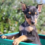 Miniature Pinscher 101: Owner's Guide