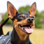 Miniature Pinscher 101: Owner's Guide