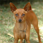 Miniature Pinscher 101: Owner's Guide