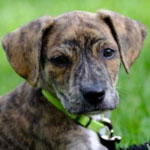 Mountain Cur 101: Owner's Guide