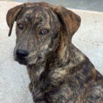 Mountain Cur 101: Owner's Guide
