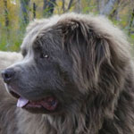 Newfoundland 101: Owner's Guide