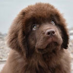 Newfoundland 101: Owner's Guide